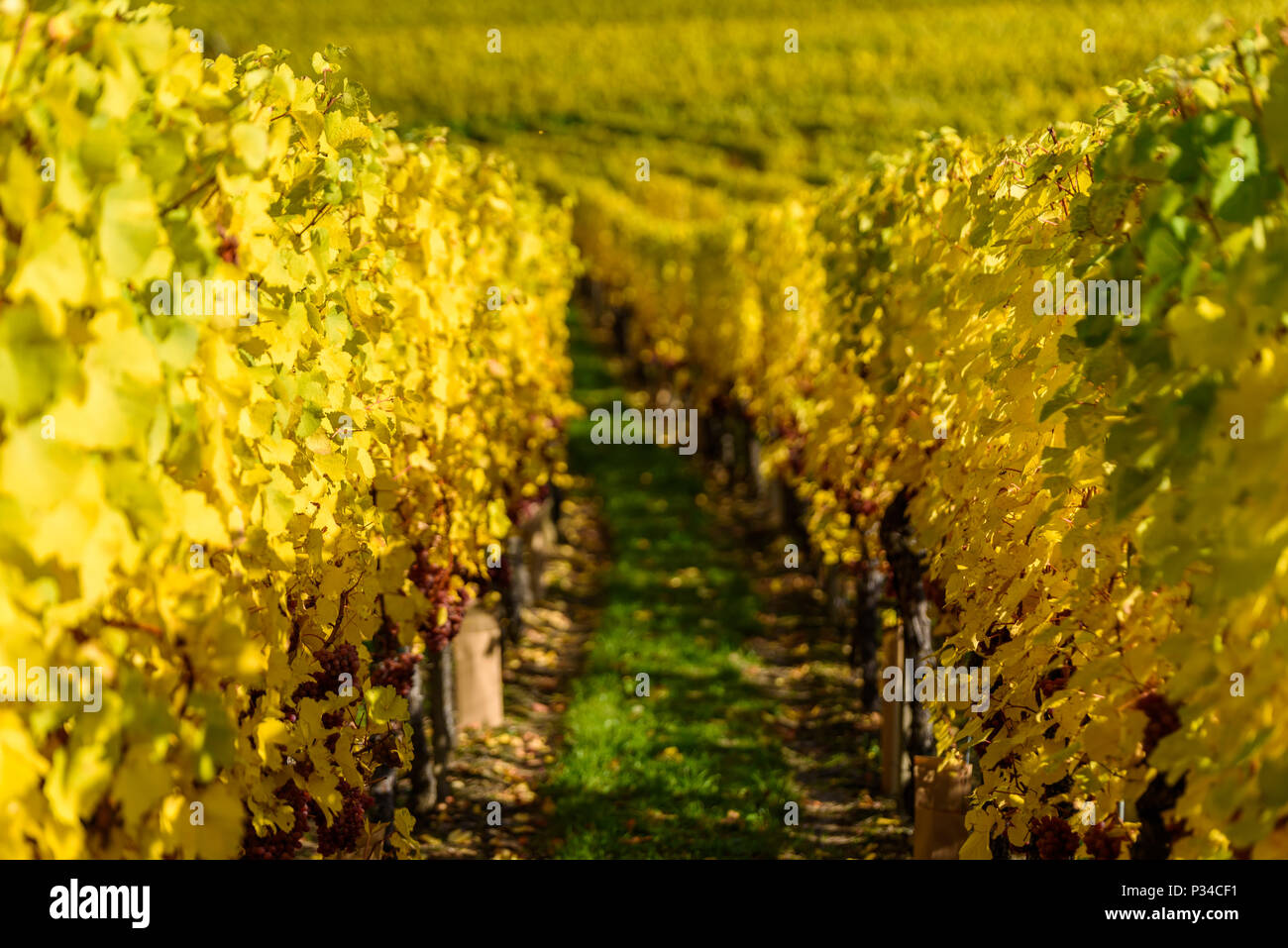 Wine grape - harvest season in the vineyard Stock Photo - Alamy