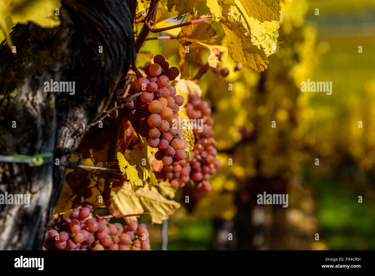 Wine grape - harvest season in the vineyard Stock Photo - Alamy