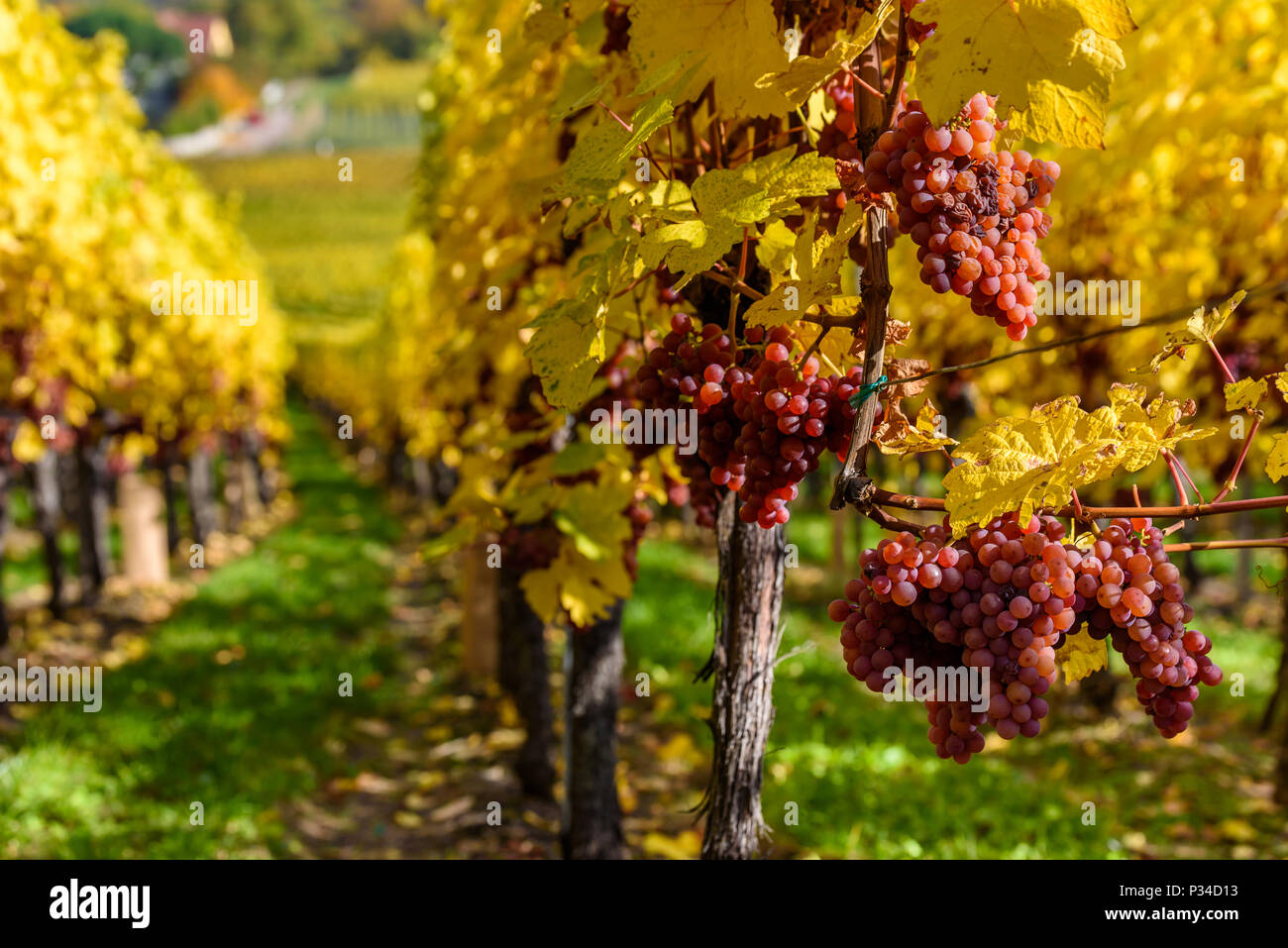 Wine grape - harvest season in the vineyard Stock Photo - Alamy