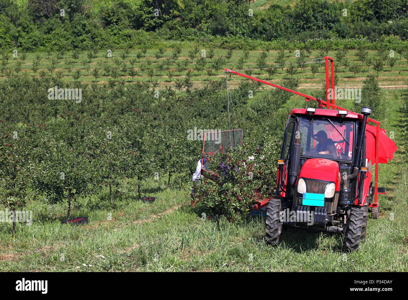 Cherry Picker Fruit High Resolution Stock Photography and Images - Alamy