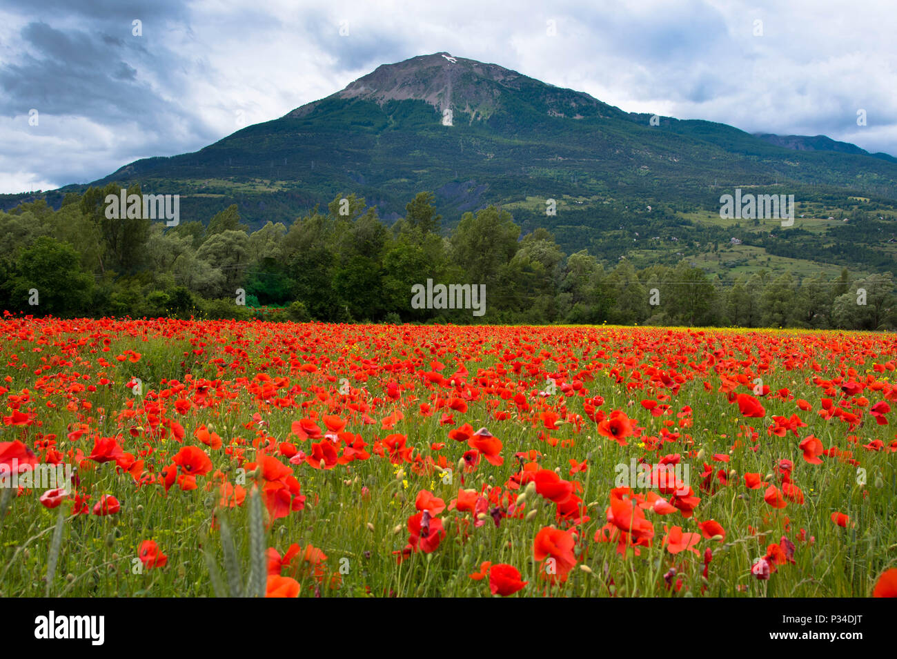 Poppy waterfall hi-res stock photography and images - Alamy