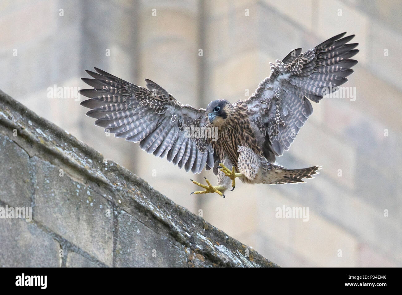 Peregrine Falcon (Falco peregrinus Stock Photo - Alamy