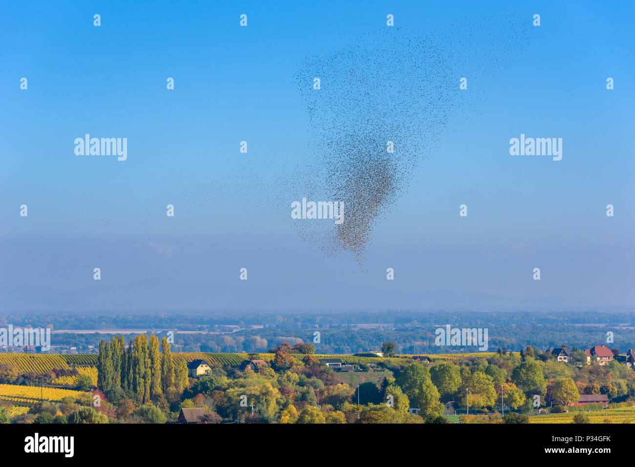 Flock and swarm of birds - beautiful formations of flying birds Stock ...