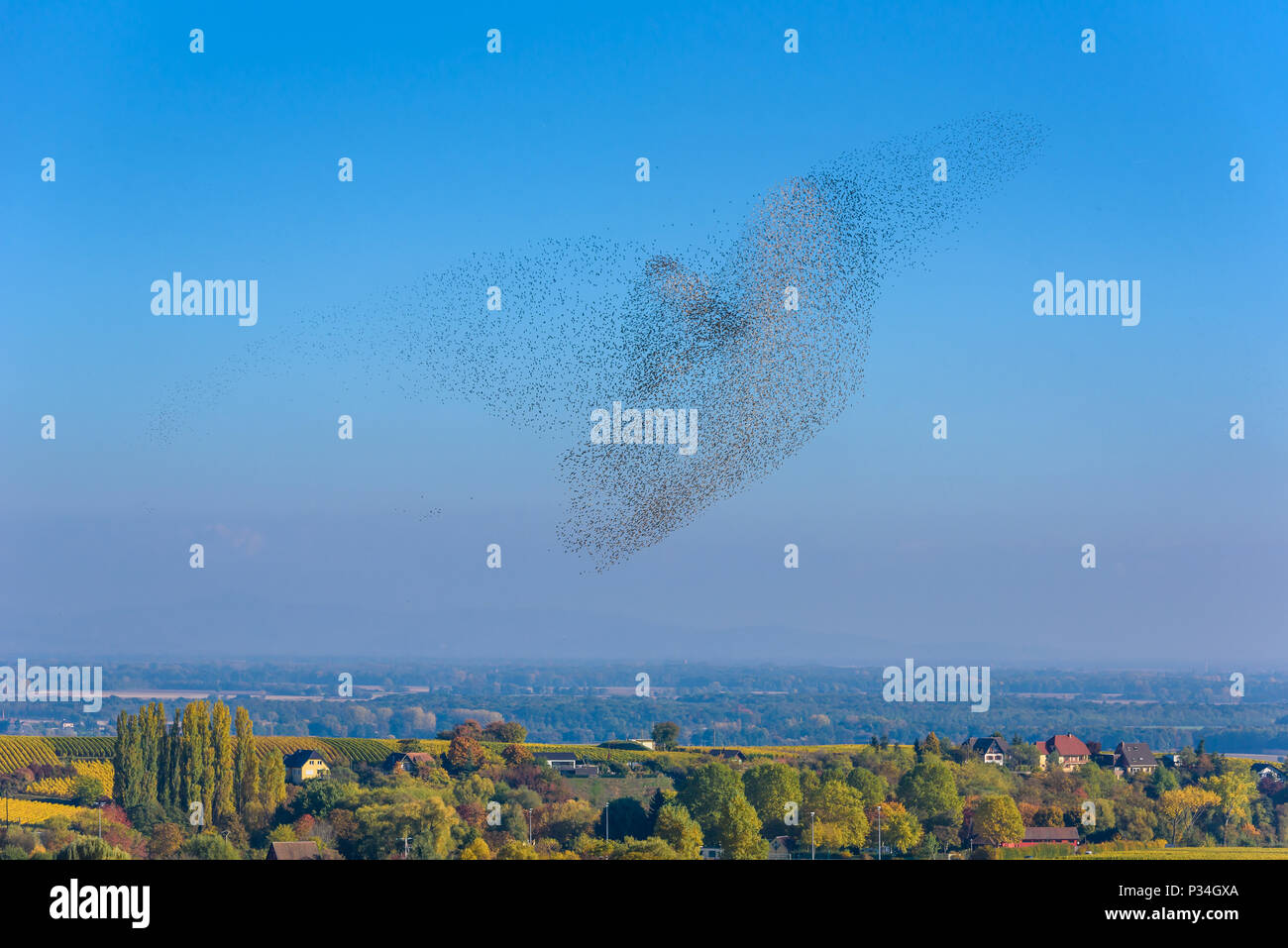 Flock and swarm of birds - beautiful formations of flying birds Stock ...