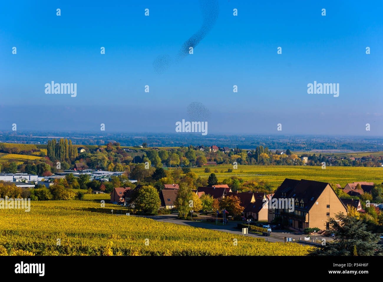 Flock and swarm of birds - beautiful formations of flying birds Stock ...