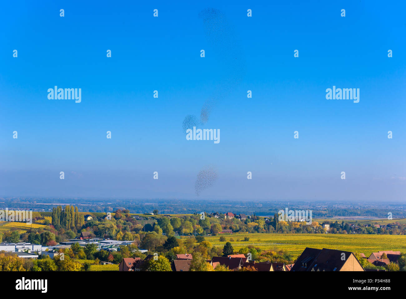 Flock and swarm of birds - beautiful formations of flying birds Stock ...