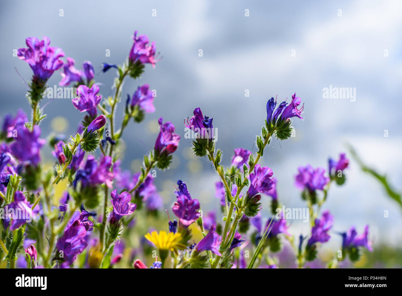 Colourful plants during spring hi-res stock photography and images - Alamy
