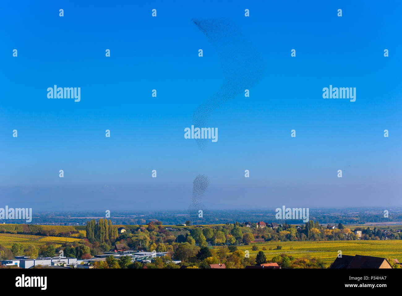 Flock and swarm of birds - beautiful formations of flying birds Stock ...