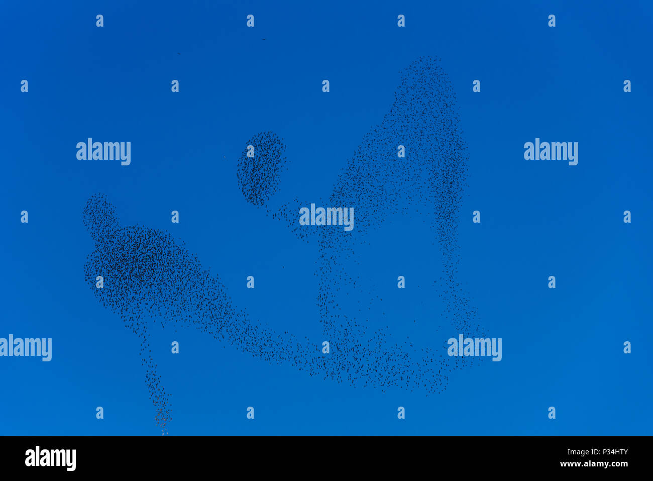 Flock and swarm of birds - beautiful formations of flying birds Stock ...