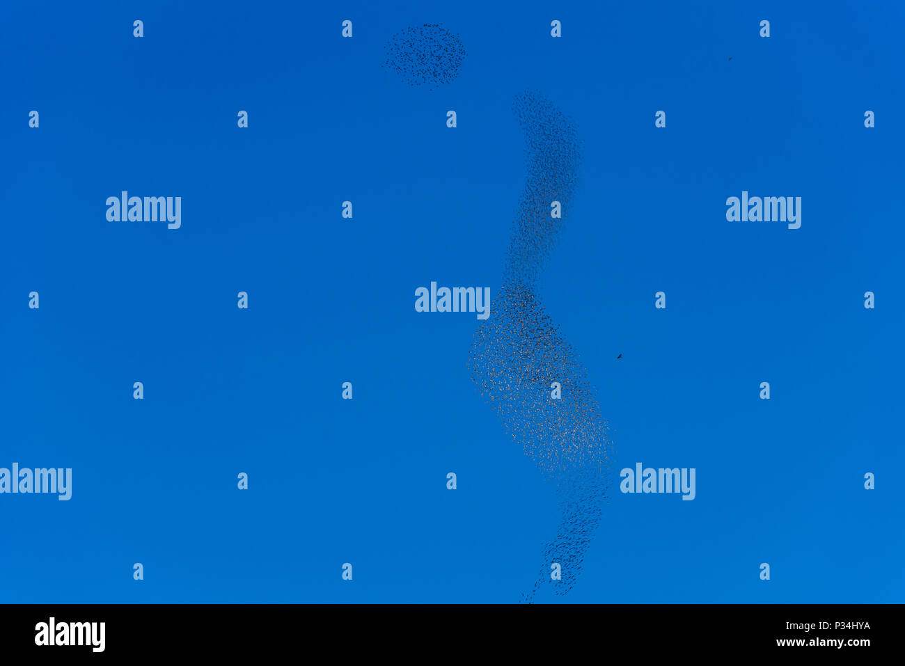 Flock and swarm of birds - beautiful formations of flying birds Stock ...