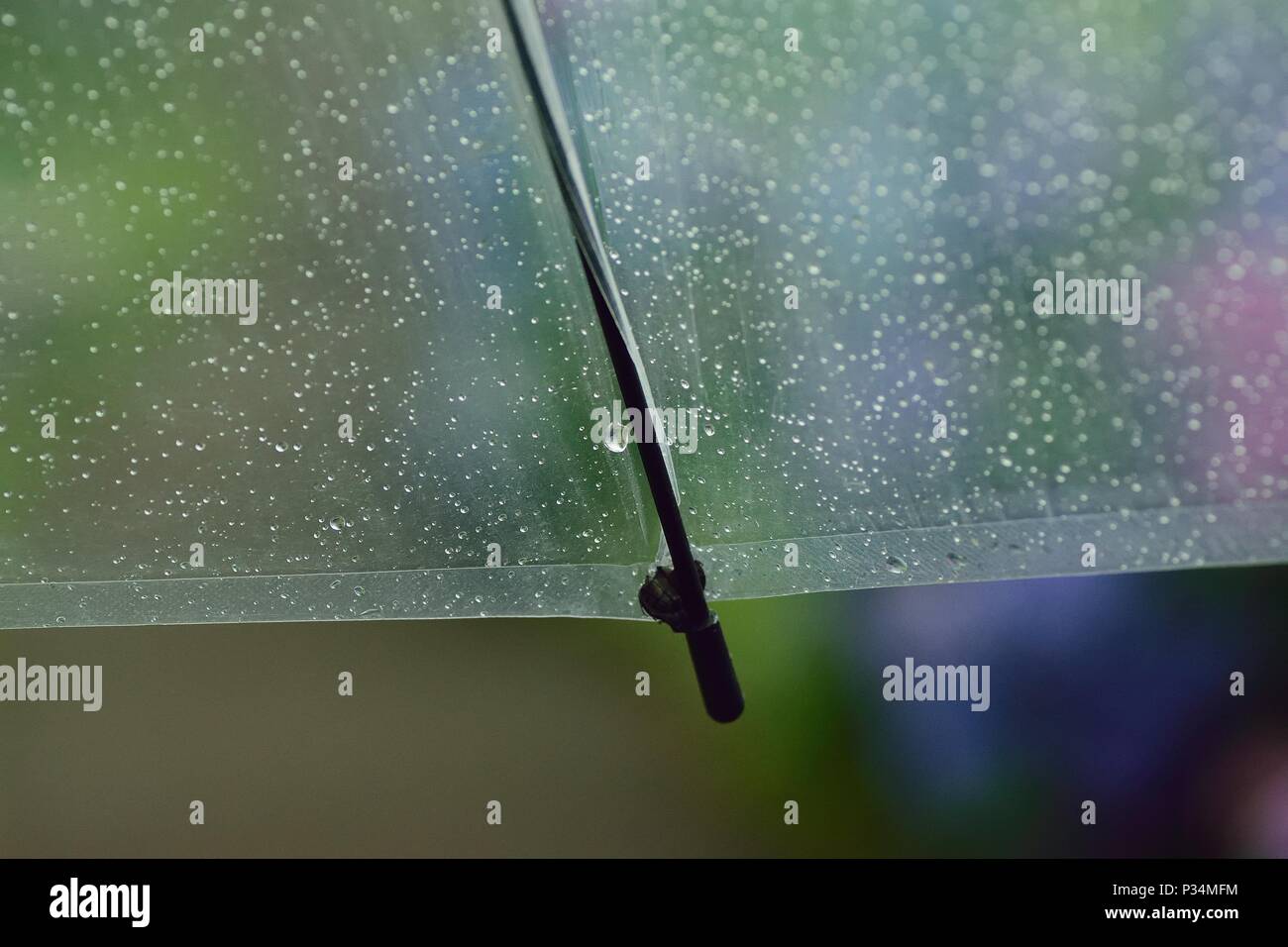 Macro texture of rain droplets on clear plastic umbrella Stock Photo ...