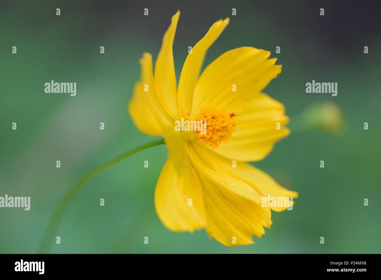 Macro details of summer sulfur Cosmos flower Stock Photo - Alamy