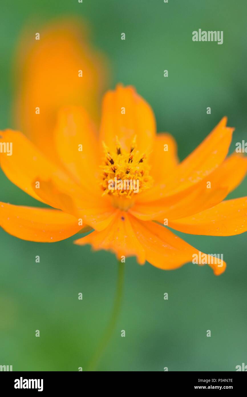 Macro details of summer sulfur Cosmos flower Stock Photo - Alamy