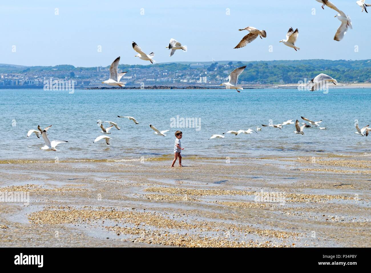 Little boy chasing seagulls on the beach at Mounts Bay, Penzance ...