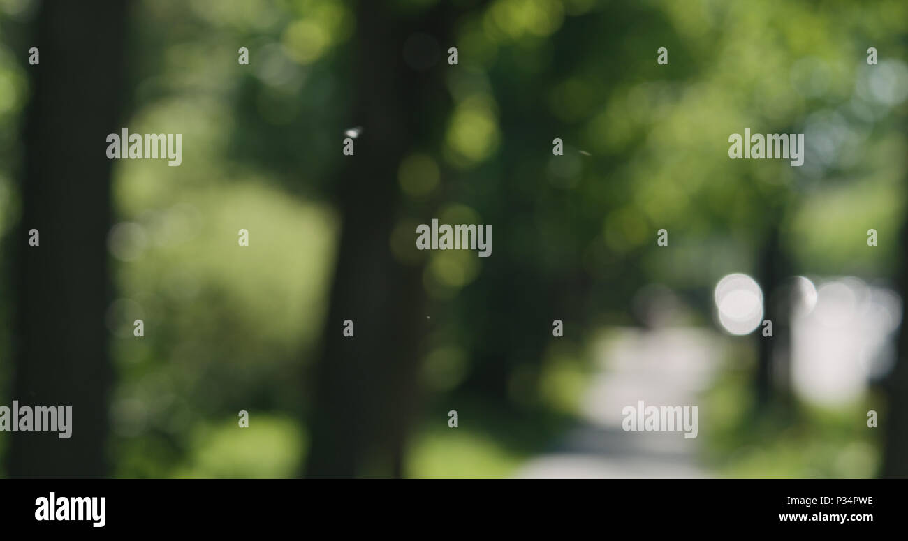 blurred background of town ally with poplar fluff floating in air, wide ...