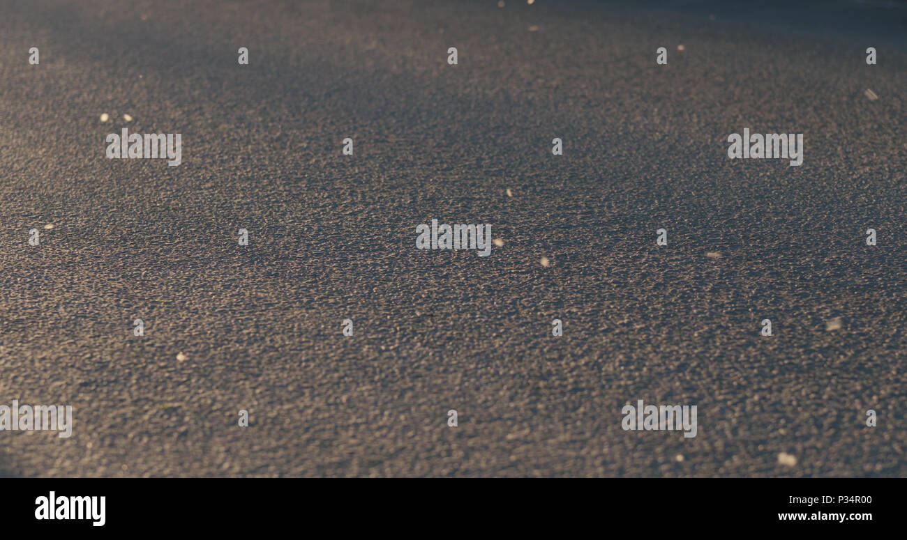 poplar fluff slowly falling on a street at sunset, wide photo Stock ...