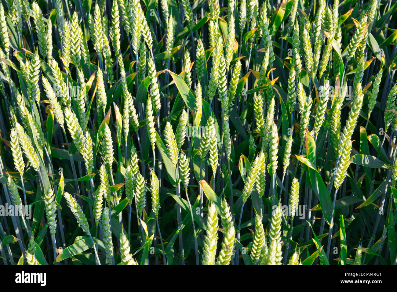 Wheat in spring hi-res stock photography and images - Alamy