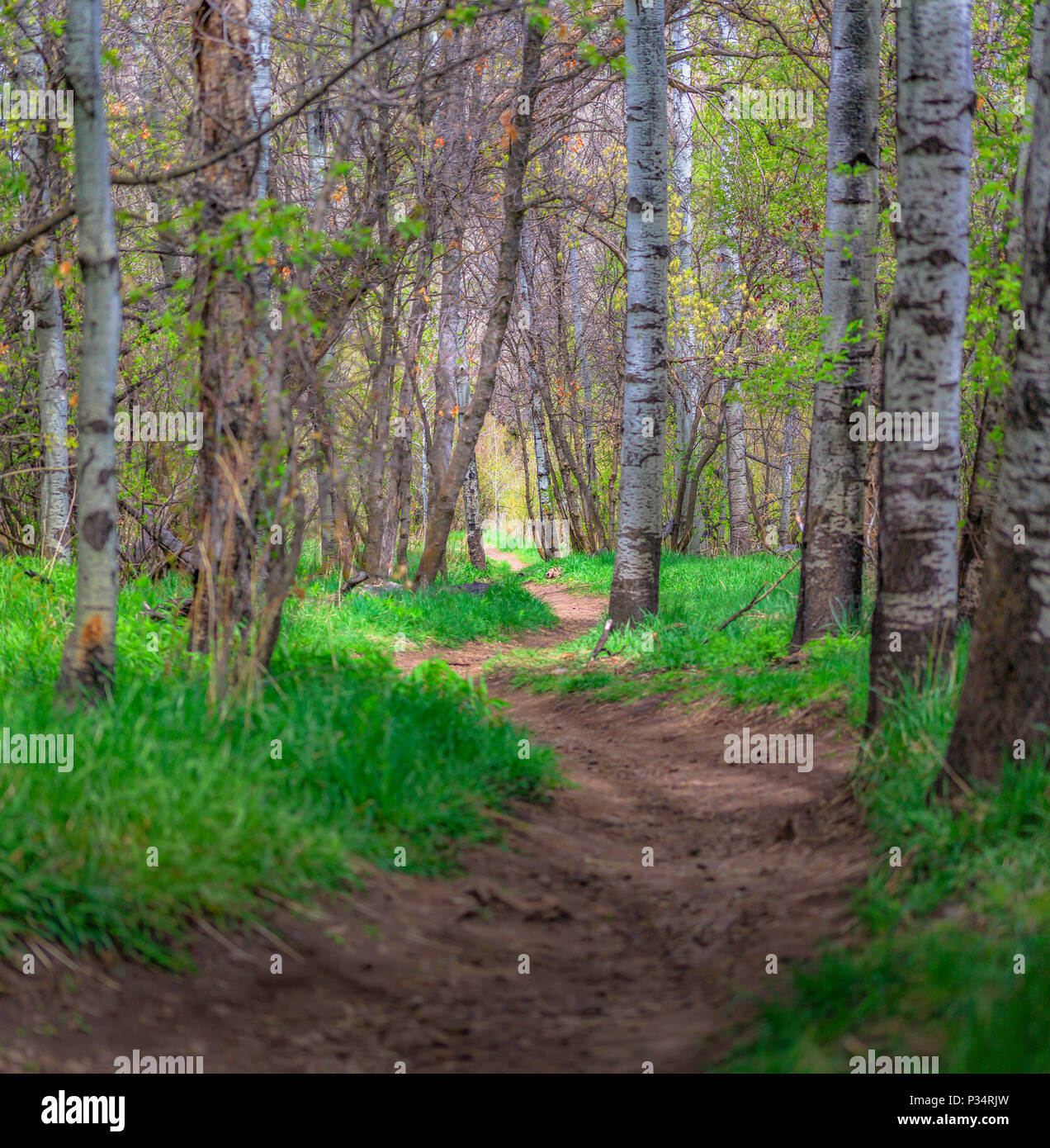 Winding Trail in Big Springs Park, Provo, Utah Stock Photo - Alamy