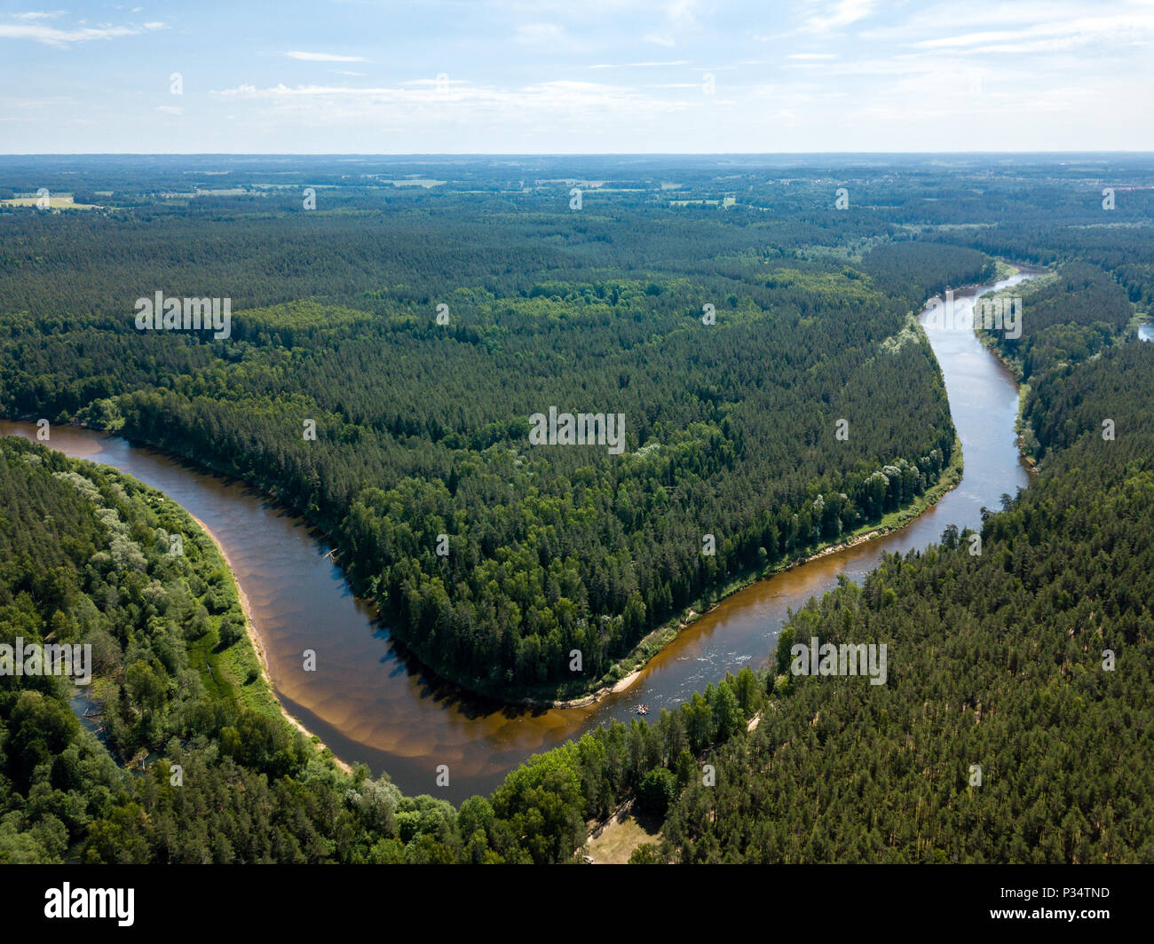 drone image. aerial view of snake river in deep green forests. Gauja in ...