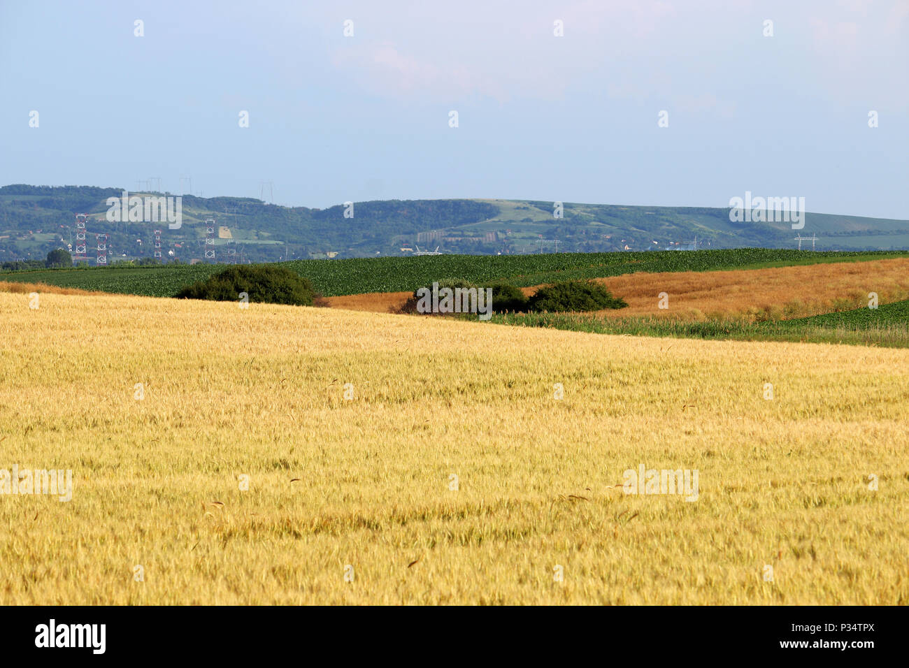 Wheat field farmland landscape Vojvodina Serbia Stock Photo - Alamy