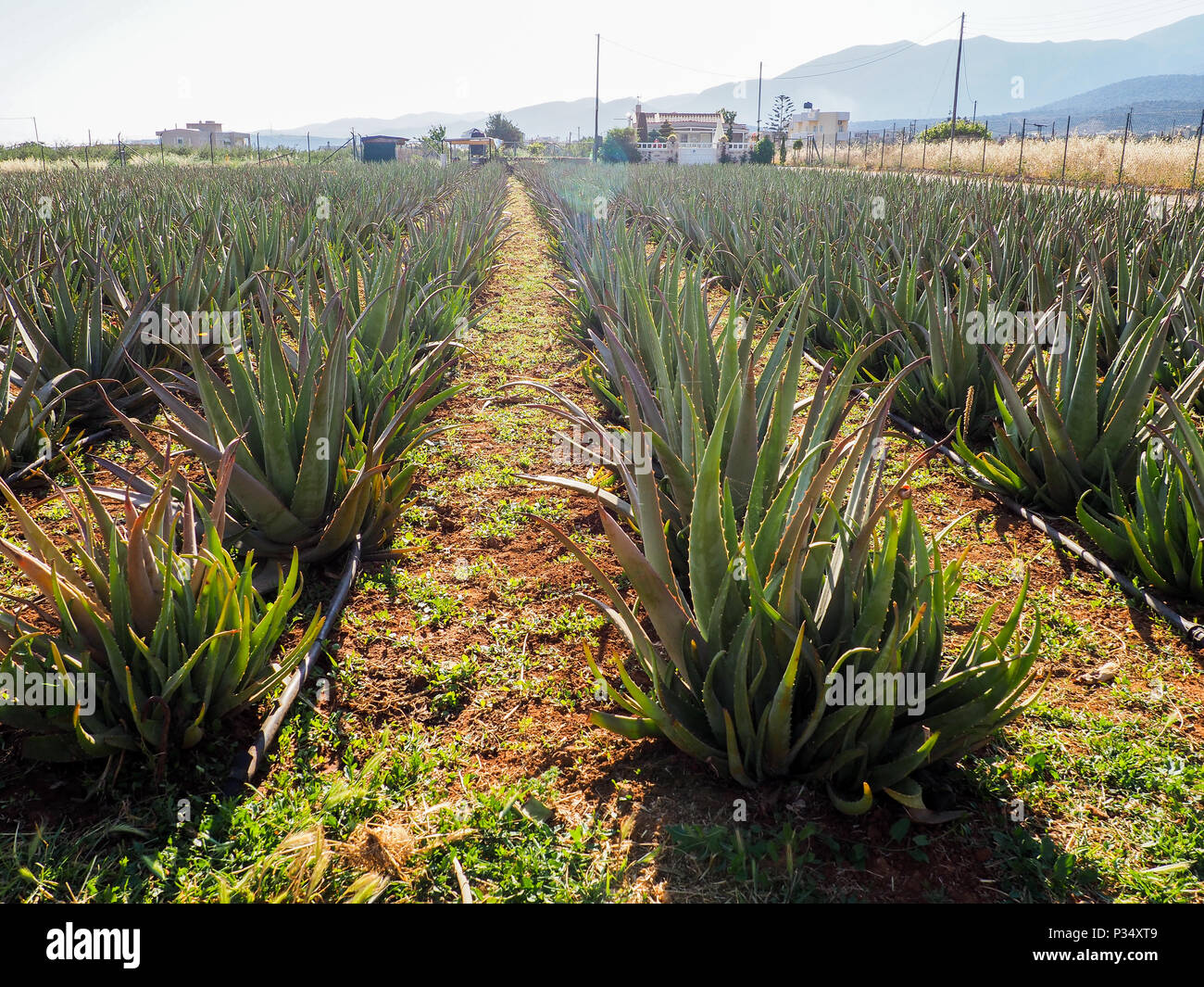 cultivation of aloe vera plantation, healthy plant used for medicine ...