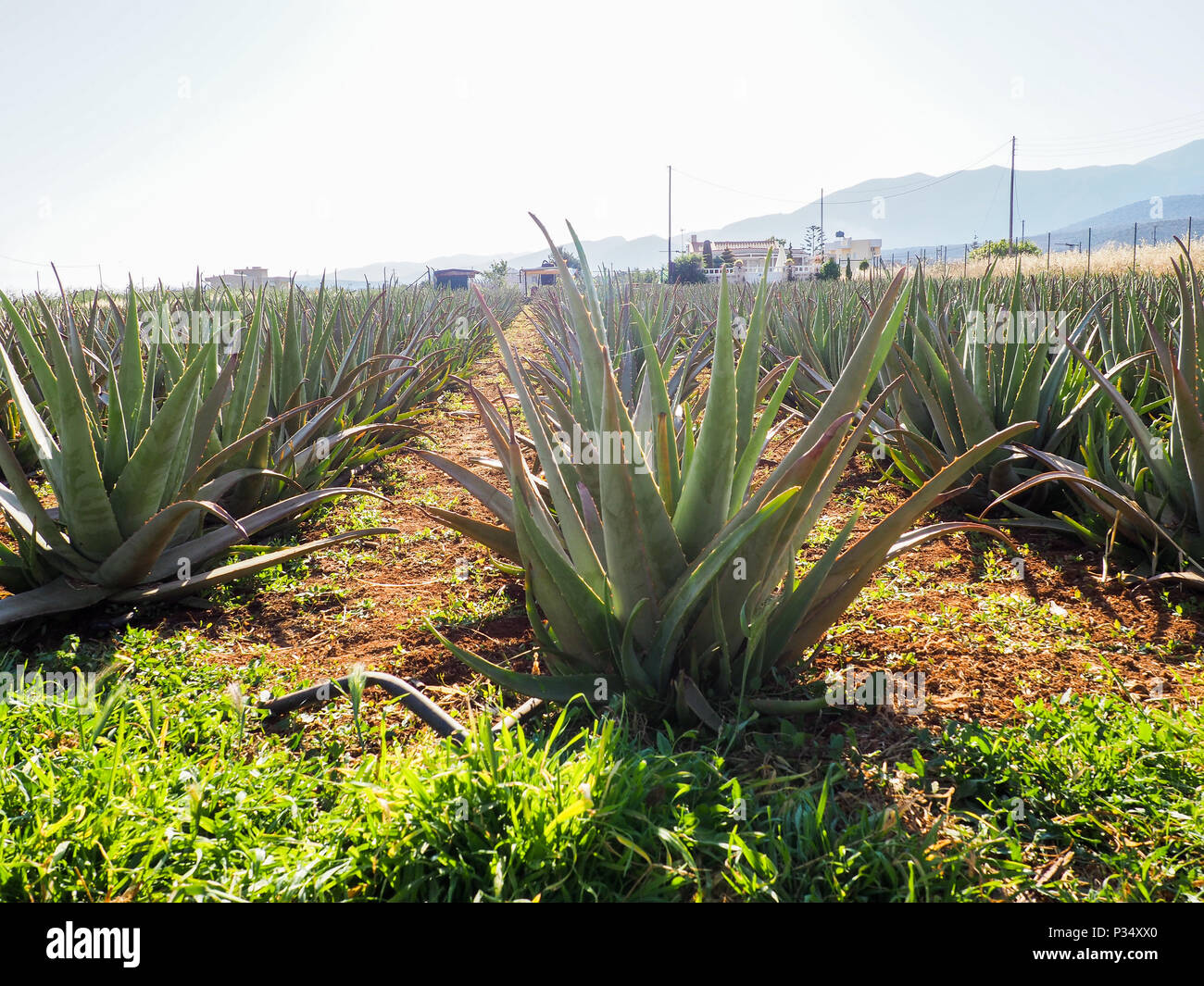 cultivation of aloe vera plantation, healthy plant used for medicine ...
