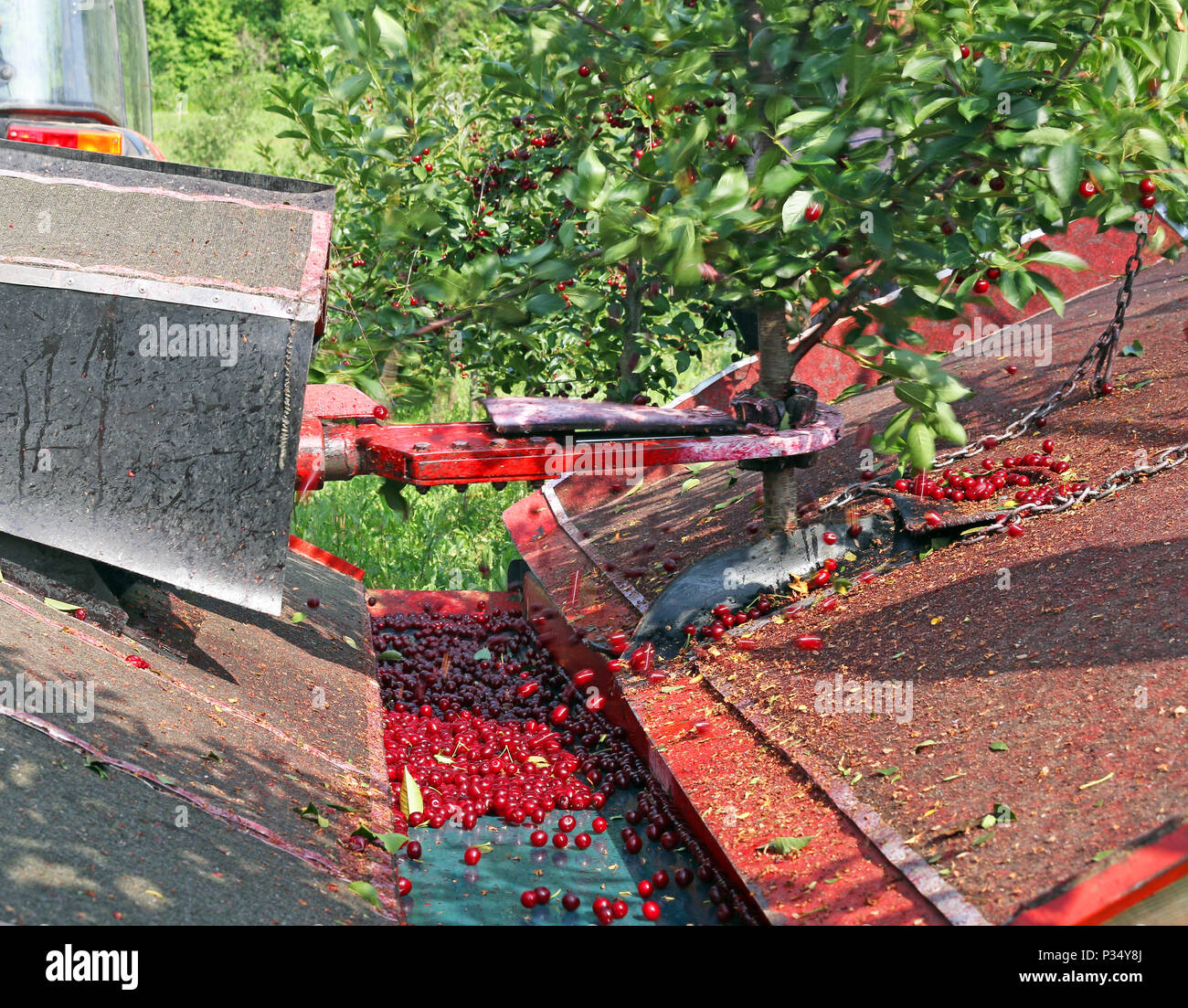 Machine vibrator for harvesting sweet cherry agriculture Stock Photo ...