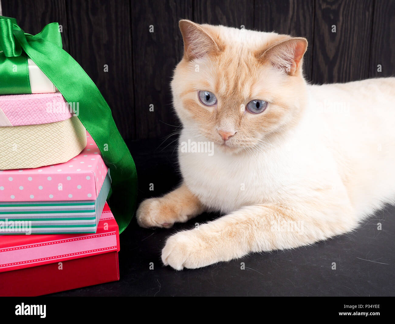 Ginger cat and christmas gifts on black background Stock Photo - Alamy