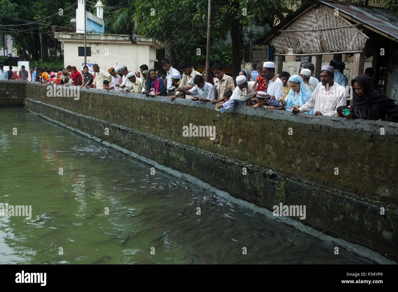 Devotees feeding fishes at a pond inside the Hazrat Shah Jalal Mazar ...