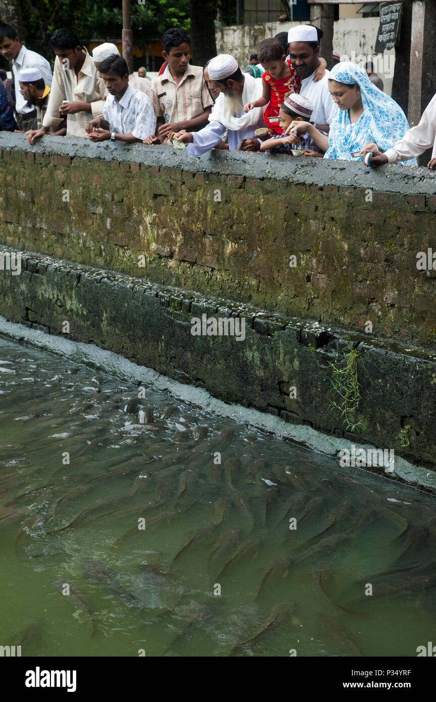 Devotees feeding fishes at a pond inside the Hazrat Shah Jalal Mazar ...