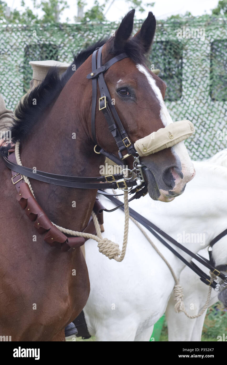 Animals at war, world war horse wearing a gas mask Stock Photo - Alamy