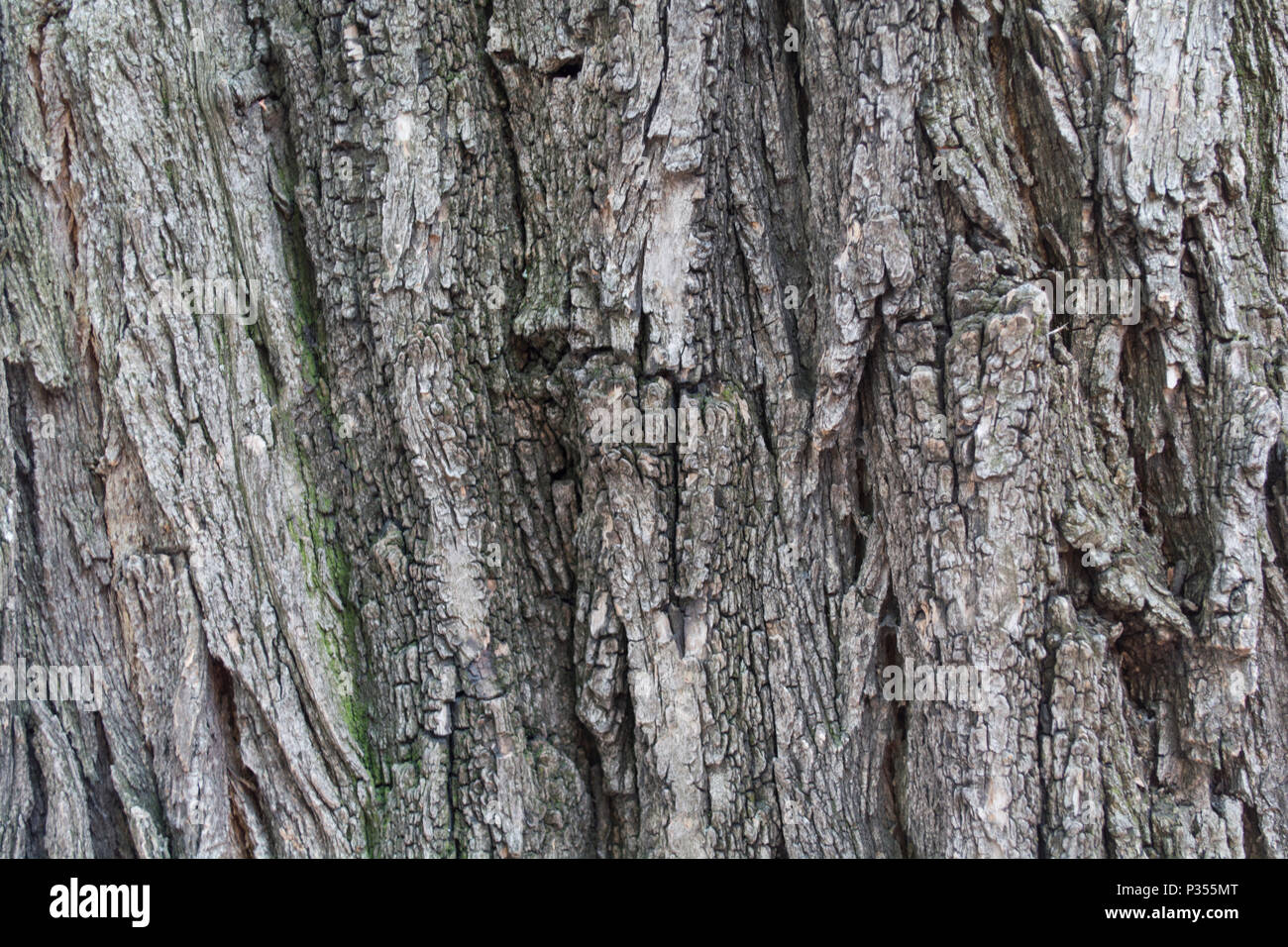 Background image natural the bark of a tree with visible structure and ...