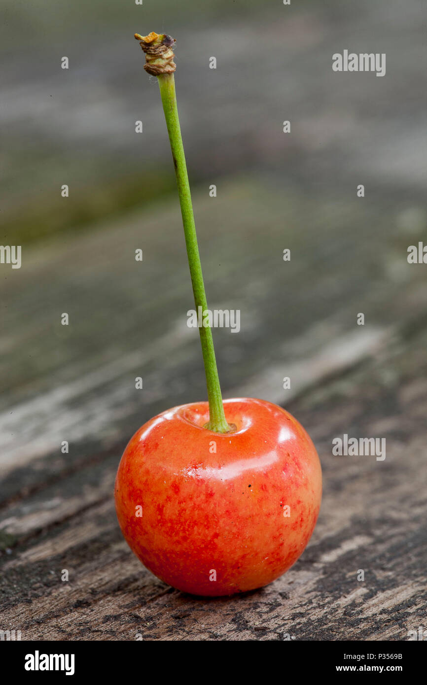 tabel full of bigarreau napoleon cherries, fresh healthy fruit Stock ...