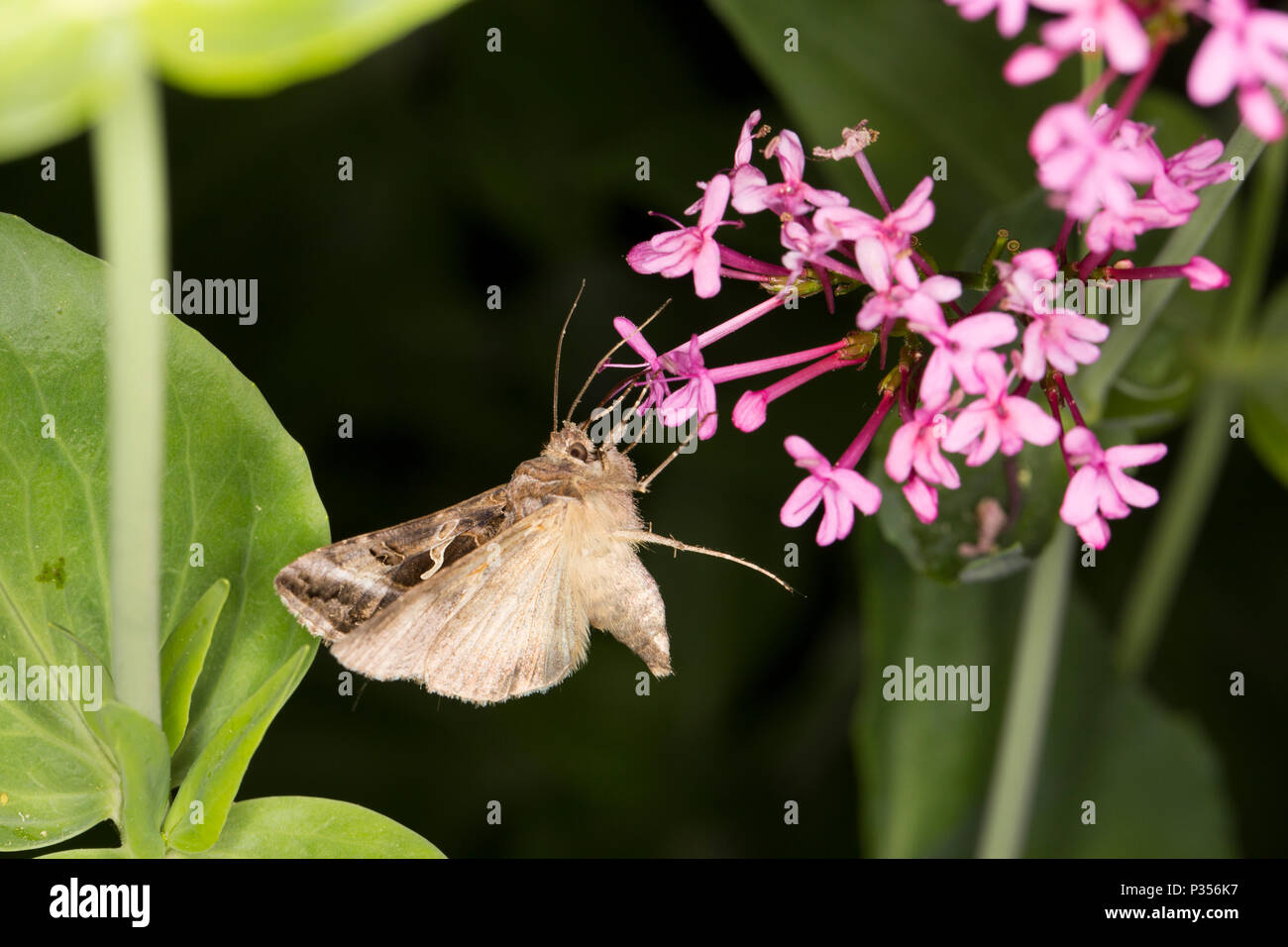 Silver y moth hi-res stock photography and images - Alamy