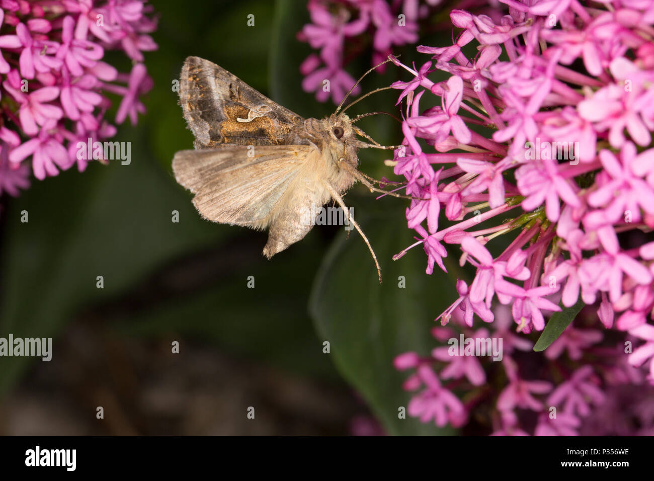 A Silver Y moth, Autographa gamma, feeding on Red Valerian, Centranthus ...
