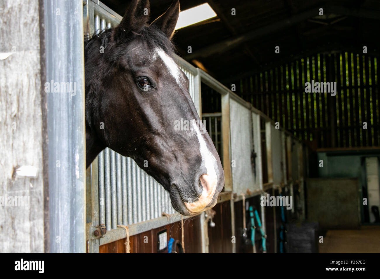 Horse with white stripe looks out of pen in stables Stock Photo - Alamy