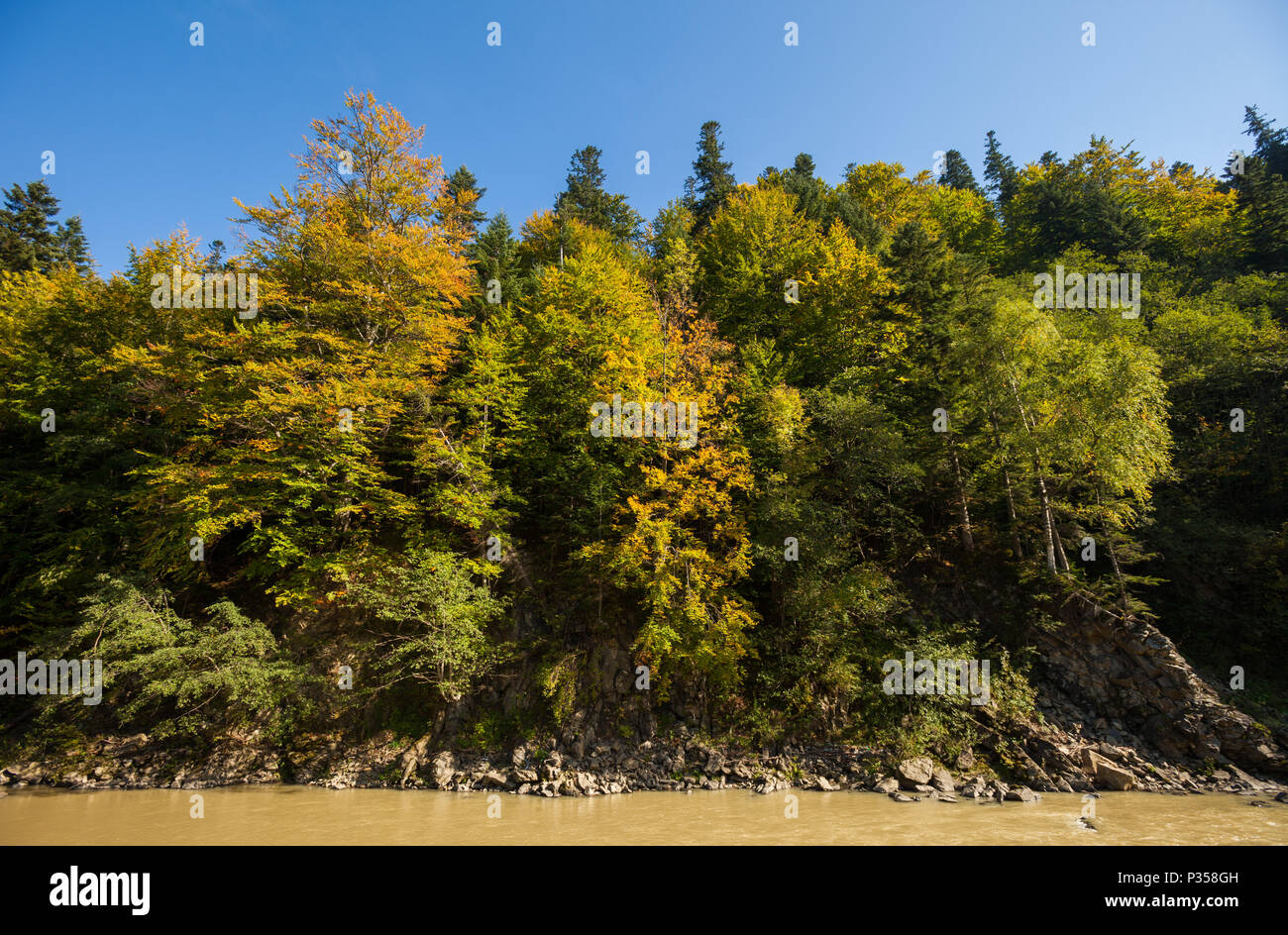 Prut River and Forest in the Carpathian Mountains near Vorokhta ...