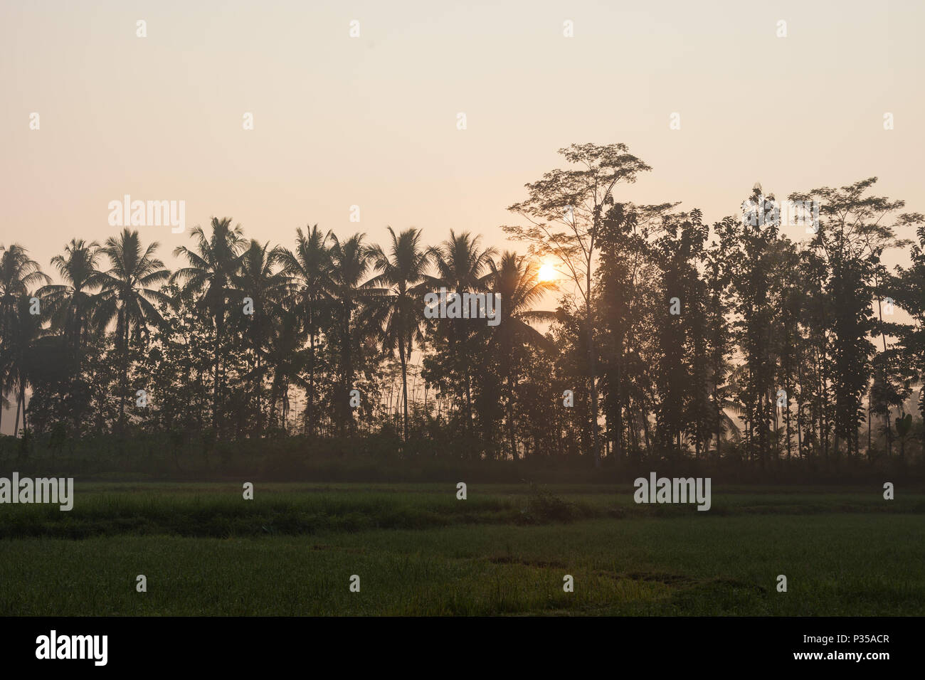 Sunrise over rice paddies in central Java with palm trees, Indonesia ...