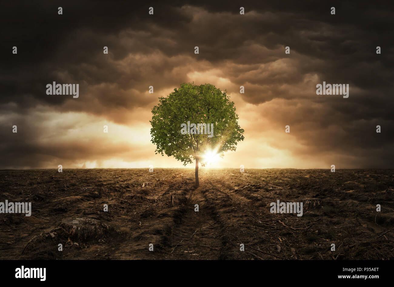 Stump cut tree symbol deforestation hi-res stock photography and images ...