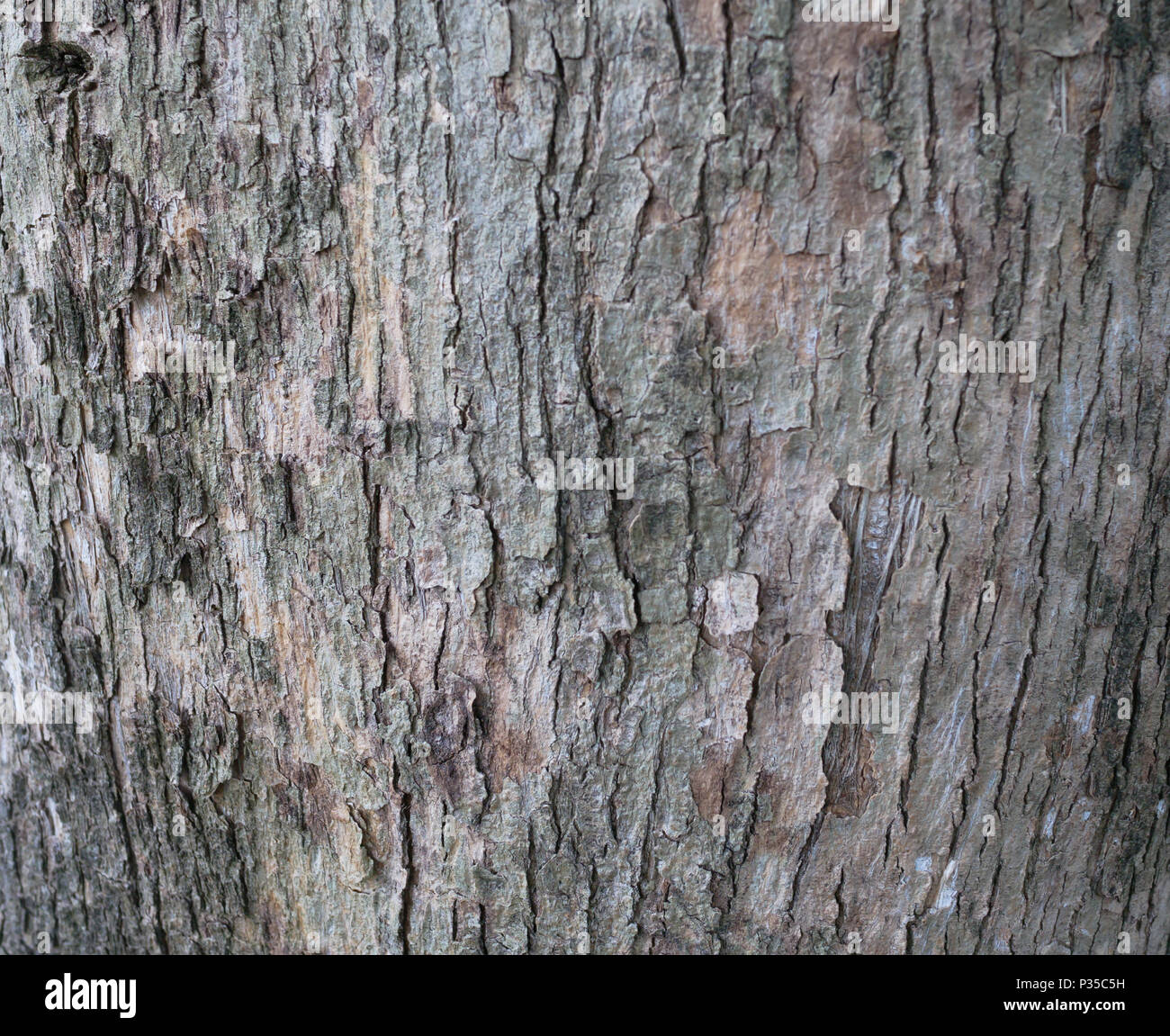 Wooden background and texture of old tree bark Stock Photo - Alamy