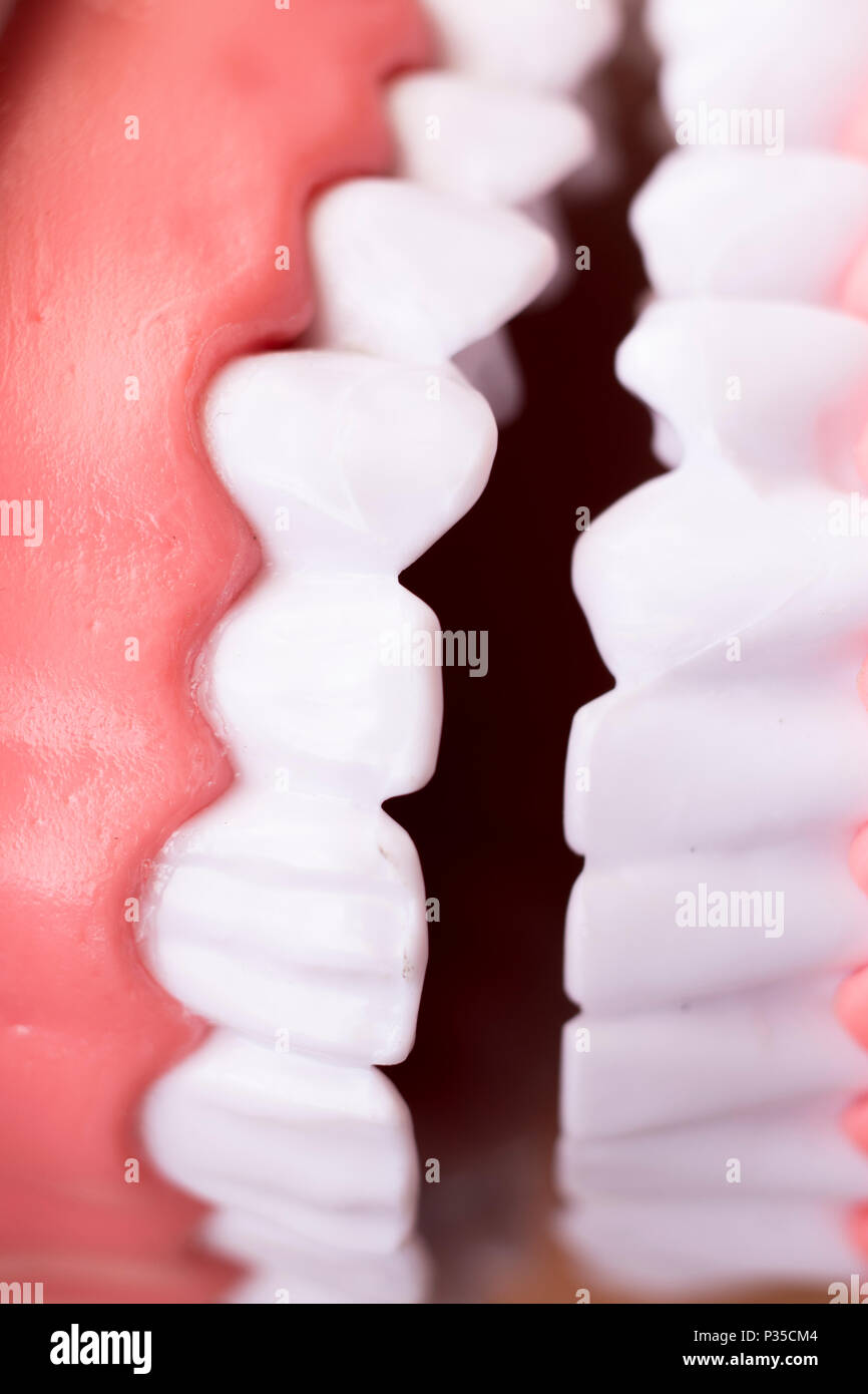 Dentist dental teeth teaching model showing each tooth and gum for ...