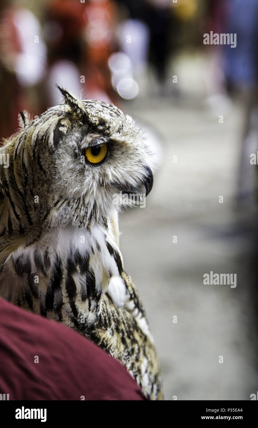Wild trained owl, detail of large bird Stock Photo - Alamy