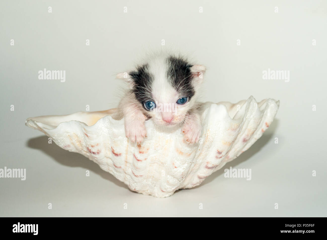 kitten inside a seashell Stock Photo - Alamy
