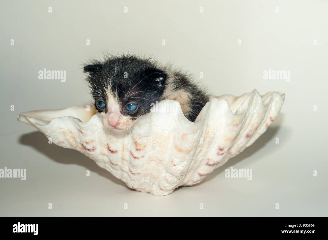 kitten inside a seashell Stock Photo - Alamy