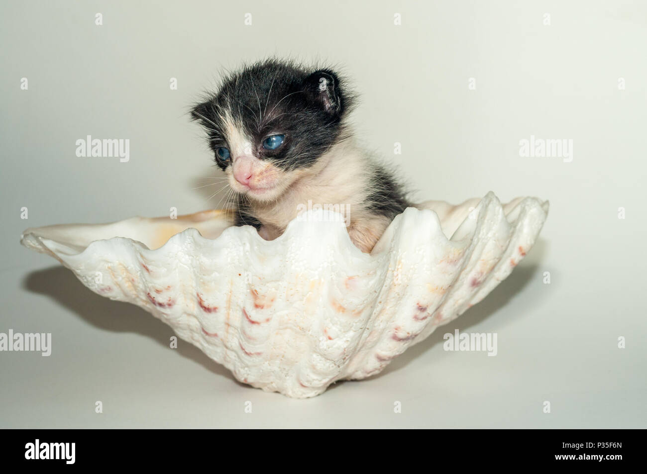 kitten inside a seashell Stock Photo - Alamy