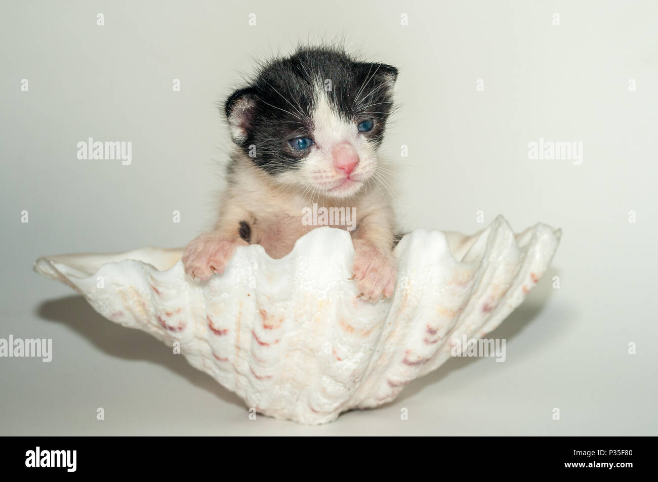 kitten inside a seashell Stock Photo - Alamy