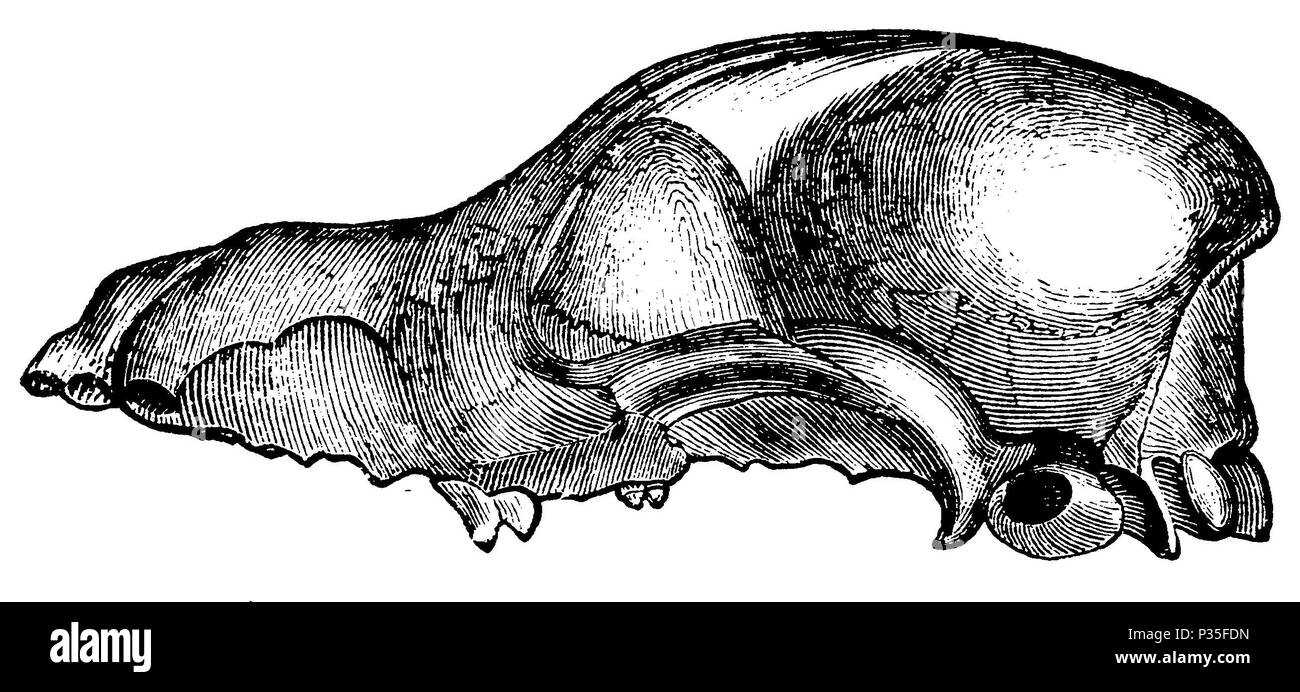Stone age dog dog, stone age dog, peat dog: skull, anonym 1882 Stock ...