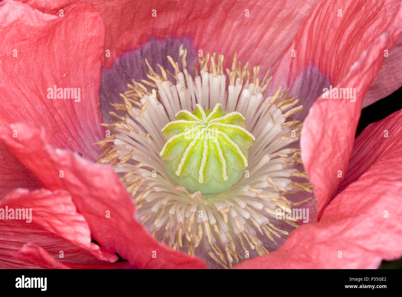 Poppy stigma hi-res stock photography and images - Alamy