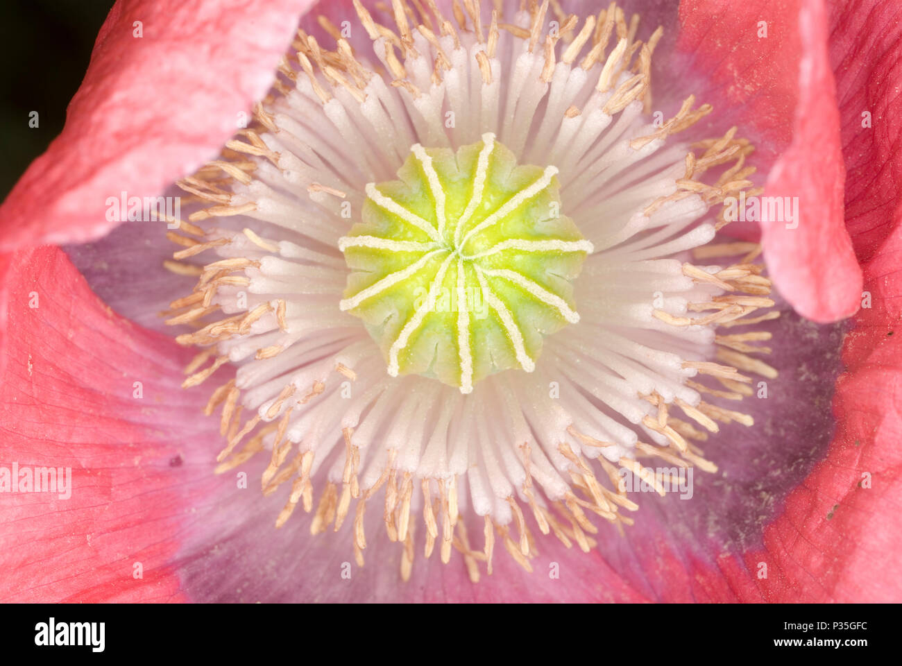 Poppy stigma hi-res stock photography and images - Alamy