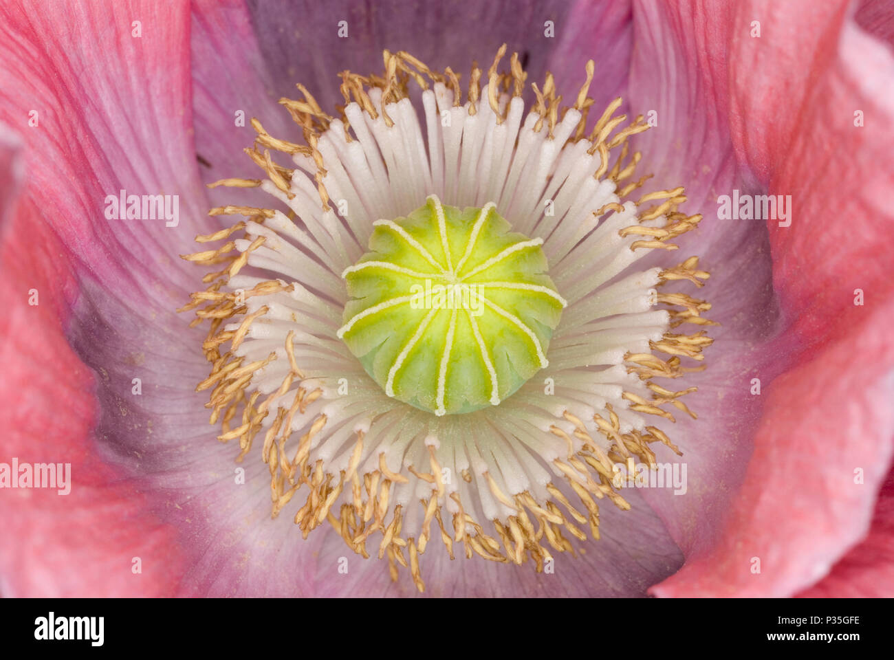 Poppy stigma hi-res stock photography and images - Alamy